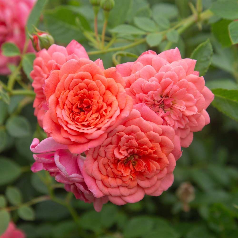 Amazon.com : Heirloom Roses Rose Bush - Lady Penelope Live Pink Plant ...