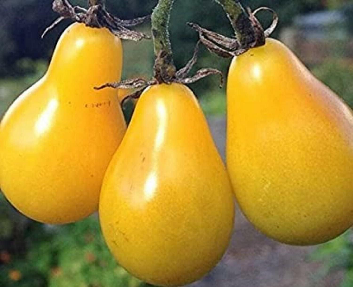 Amazon.com : Tomato,Yellow PEAR Tomato Seed, Heirloom, Non-GMO, 25 ...