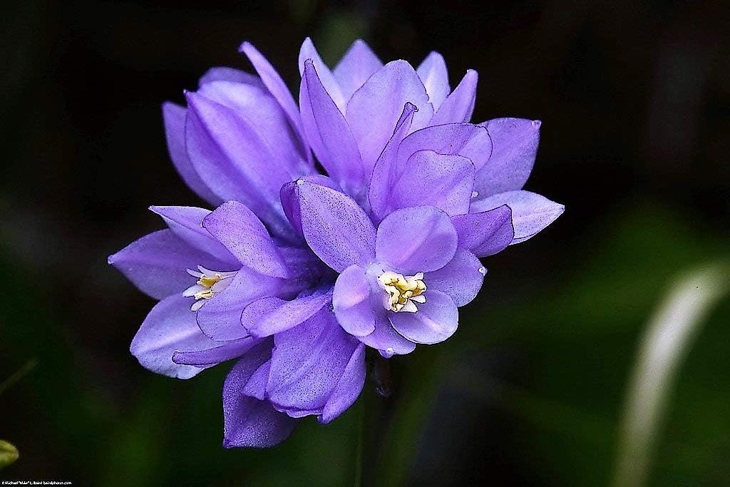 Amazon.com : 30 Wild Blue Hyacinth Dichelostemma Blue Dicks Purplehead ...