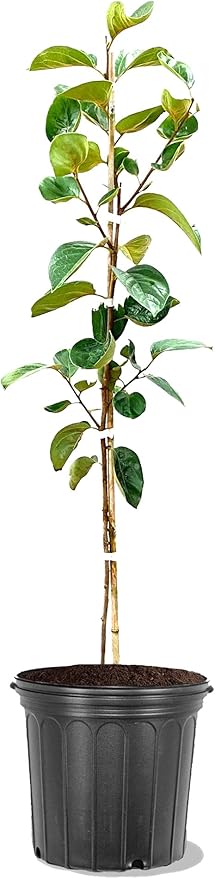 Amazon.com : American Plant Exchange Fuyugaki Persimmon Tree, 5 Gallon ...