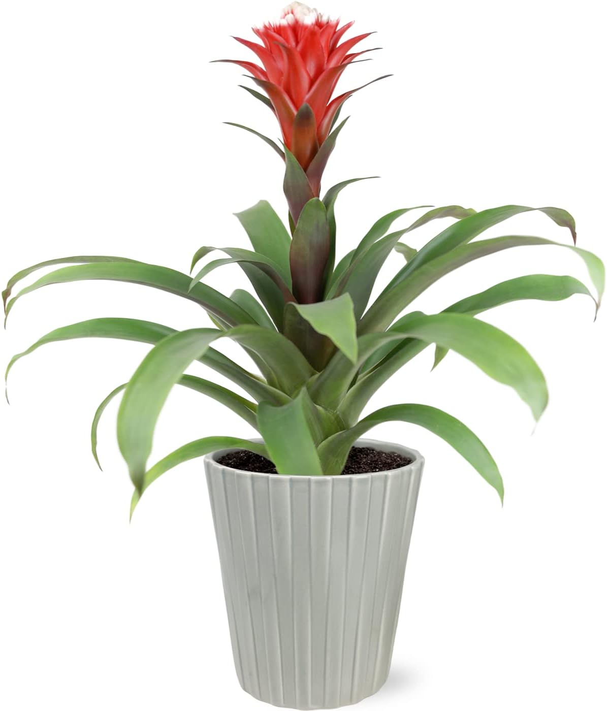 Amazon.com: Just Add Ice JA5103 Live Red Hope Bromeliad Plant for ...