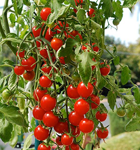 Modern Plants Live Red Tomato/Tamatar Bel With Pot - Healthy Plant ...