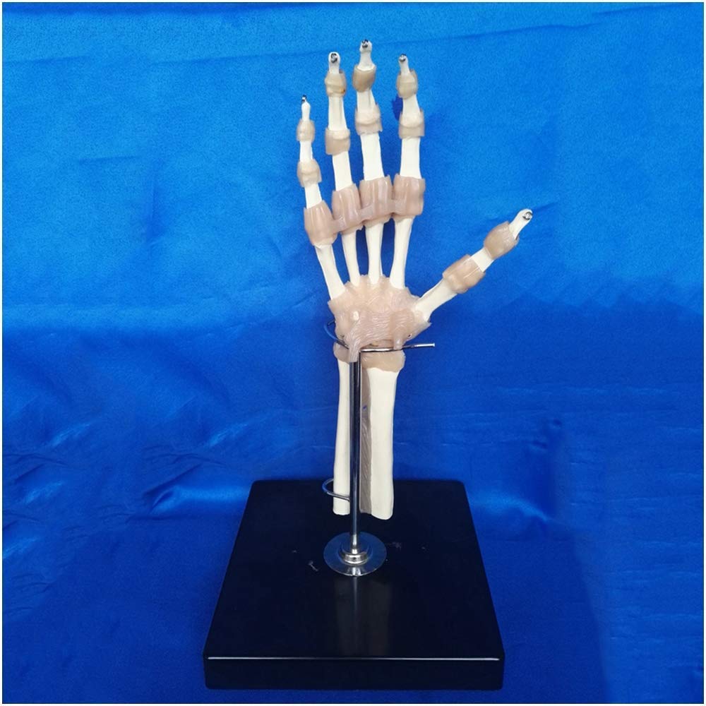 Professional Educational Model Advanced Hand Joint Model Medical ...