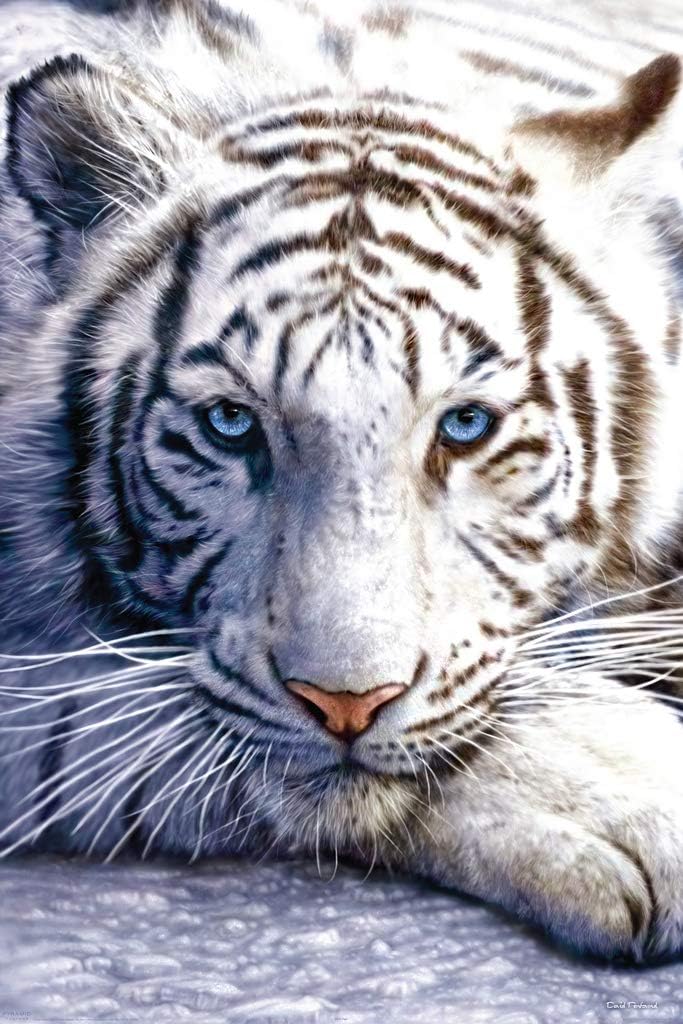 Amazon.com: Pyramid White Tiger Poster Print: Posters & Prints