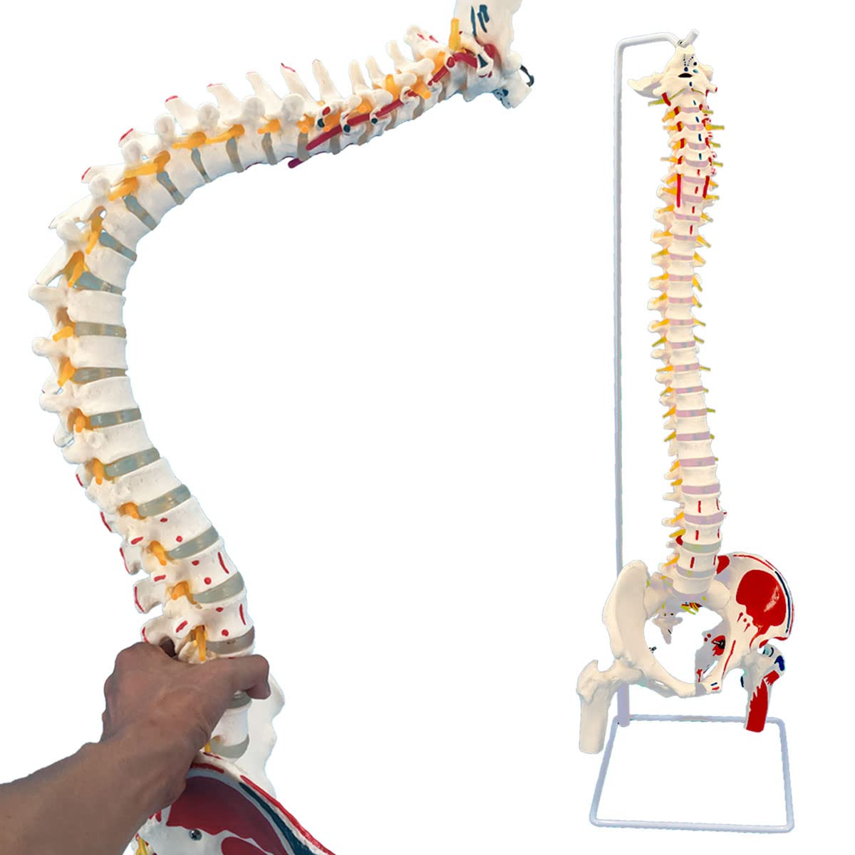 Buy Spine Model, Spine Models for Chiropractors, Spine Model Life Size ...