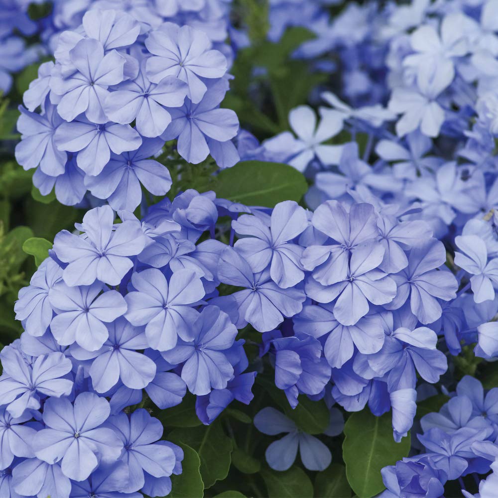 Buy Plumbago Auriculata Cape Leadwort Plumago capensis Tender Shrub ...