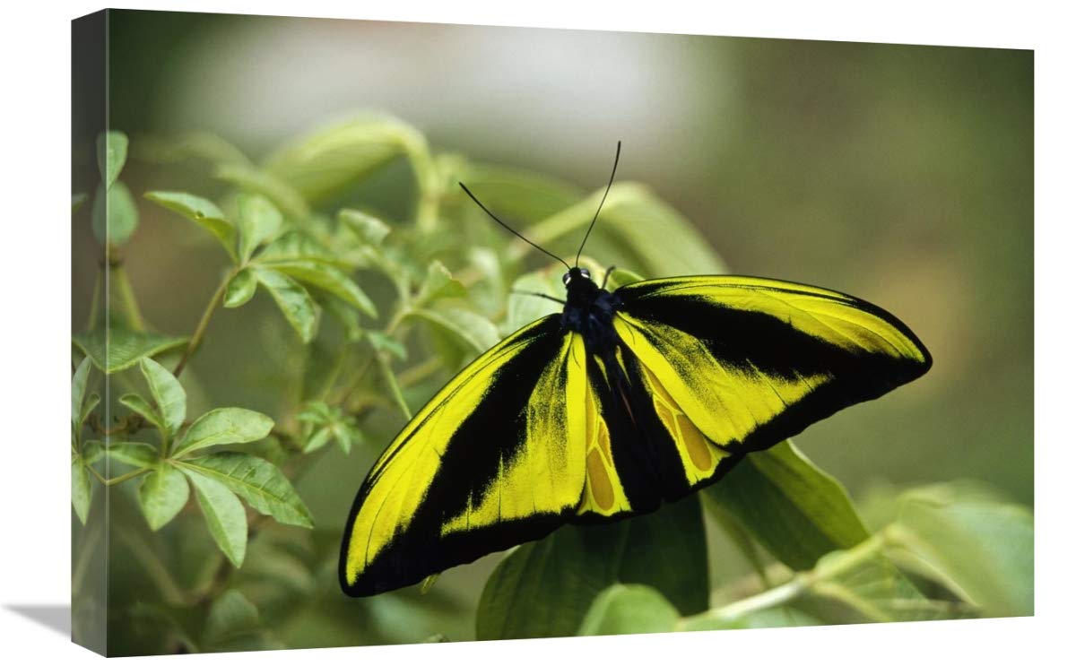 Goliath Birdwing Butterfly