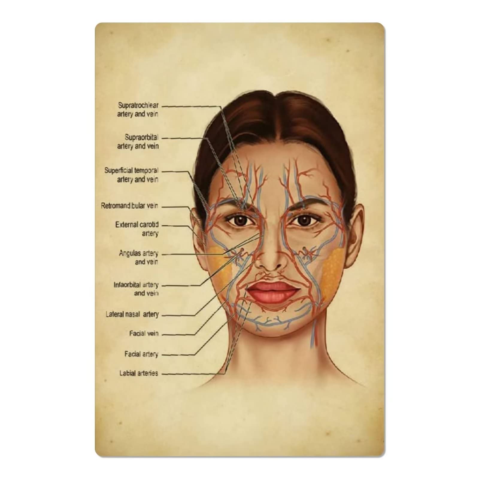 External Face Anatomy