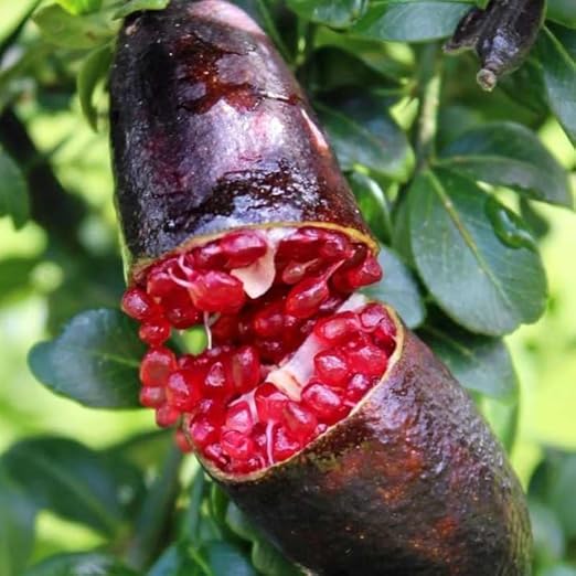 Amazon.com : No CA, Pink Finger Lime Tree Live Plant, 1 to 2 Ft Grafted ...