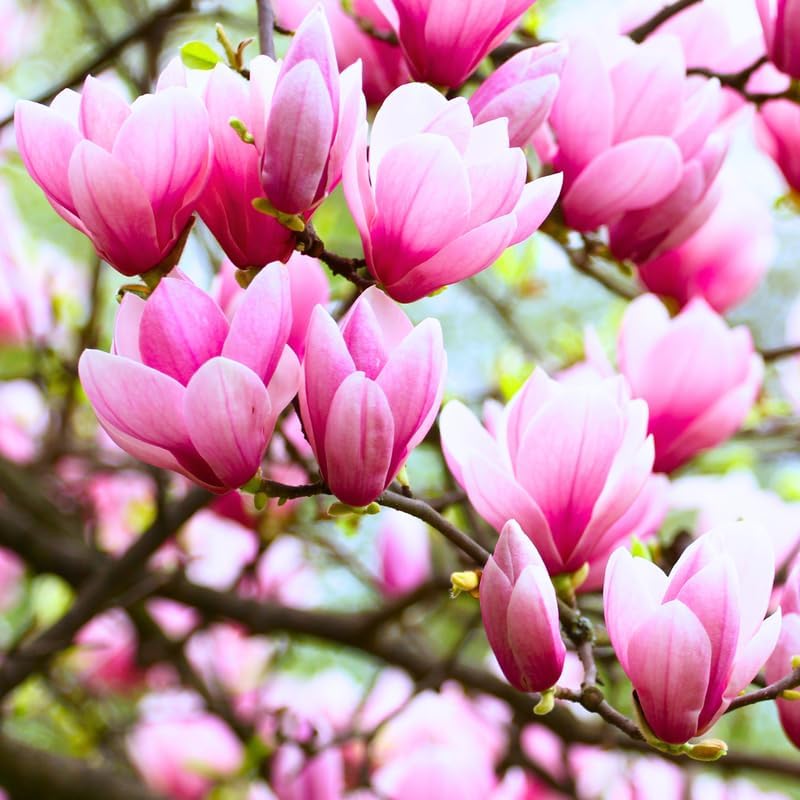 Amazon.com : Ann Magnolia Plant Live 6 to 12 Inches Tall, in 2.5 Inches ...
