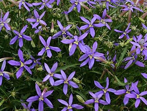 Isotoma Axillaris Blue Star Creeper Creeping/Trailing Plug Plants Pack ...