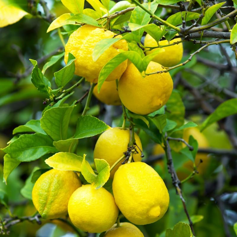 Meyers Lemon Tree, Dwarf Lemon Tree Live Plant from 2 to 4 Inc Tall in ...