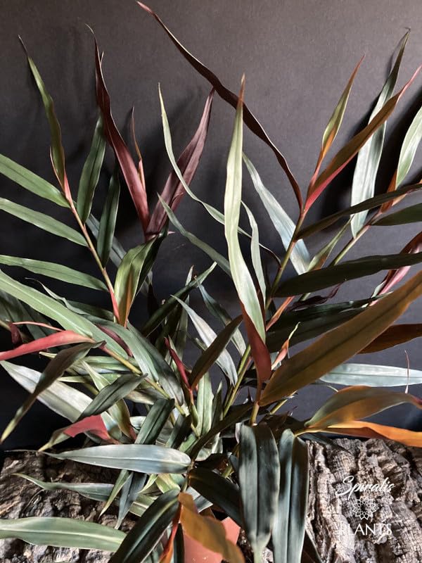 red bamboo tree seeds for plant Pack Of 150 : Amazon.in: Garden & Outdoors