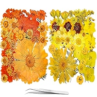 Pressed Flowers For Crafts 60Pcs White Dried Daisy Pressed Flowers For ...