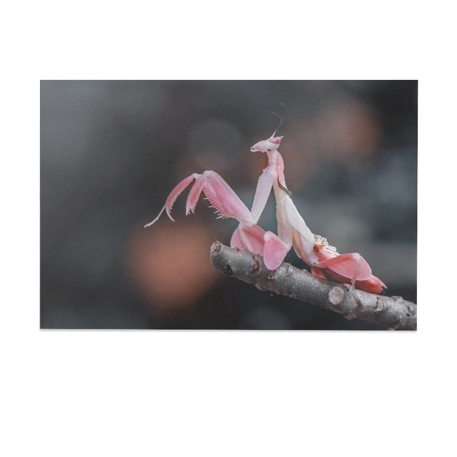 Beautiful Praying Mantis