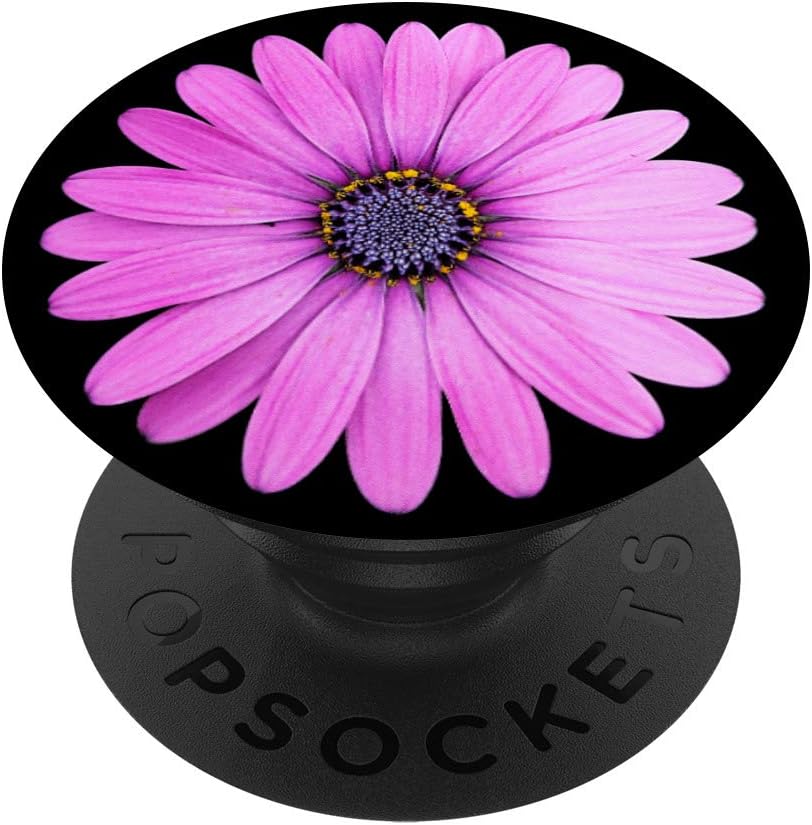 Amazon.com: Daisy Flower in Pink Purple on a Black Background ...