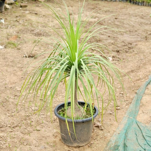 Lolina palm (~ 2 Ft.) in 12 Inch Friendly Plant Nursery Pot : Amazon.in ...