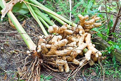 Curcuma aromatica plant seeds Pack Of 22 : Amazon.in: Garden & Outdoors
