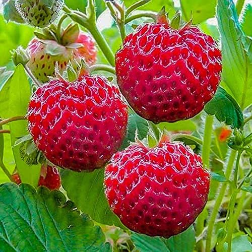 Pack de 10 Plants Fraise Framboise Très Savoureux - Fraises Délicieuses ...
