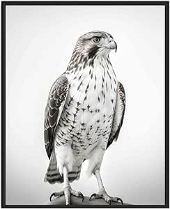 Amazon.com: Hawk Art Prints Posters, Black and White Photography Wall ...