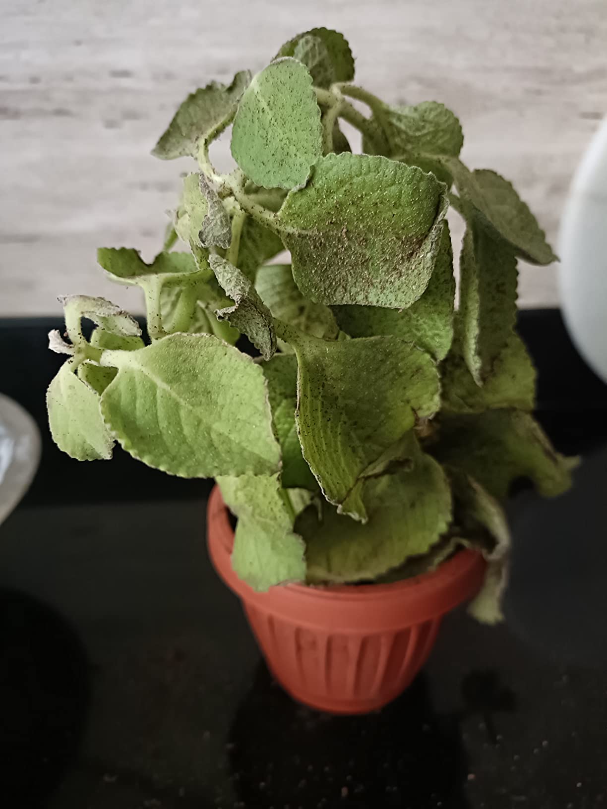 Way to Nature Ajwain plant/vammu plant : Amazon.in: Garden & Outdoors