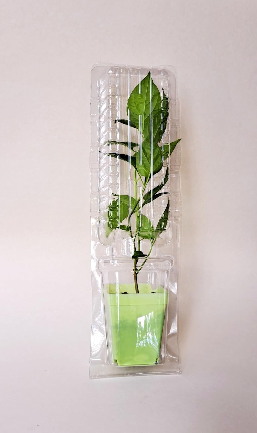 Amazon.com: Live Plant Clone Shipper Clamshell Packaging Shipping ...