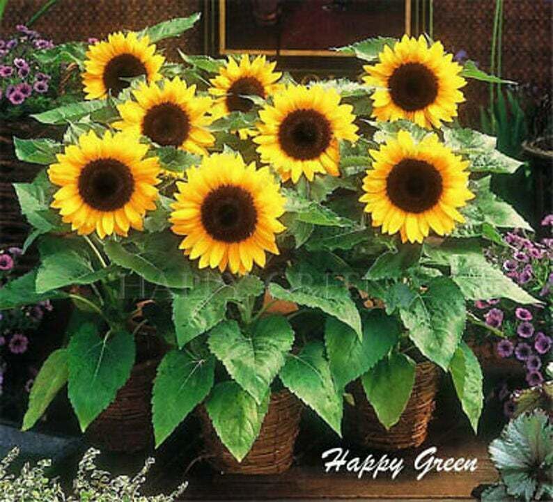 Sunspot - Dwarf Sunflower - 50 Seeds + Plant tag + Freebie Helianthus ...