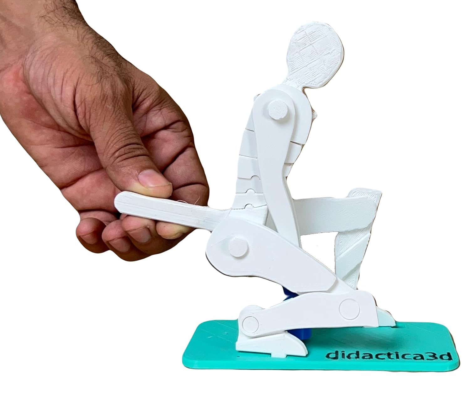 Amazon.com: Didactica3d, Correct Lifting Model, Demonstration Figure ...