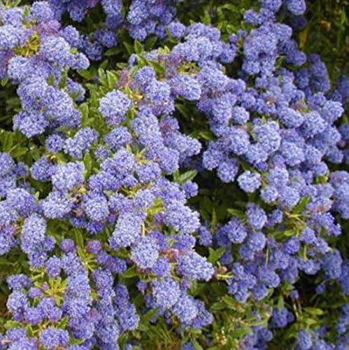 Ceanothus 'Blue Diamond' 15cm Pot Size : Amazon.co.uk: Garden