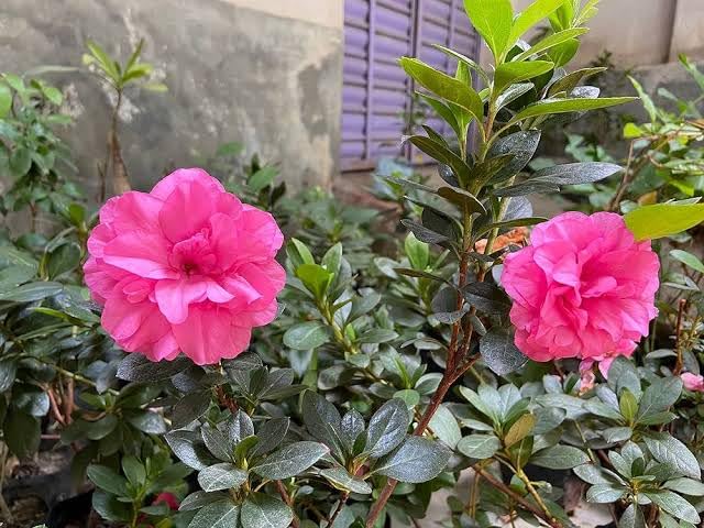 BISWAS PLANTS HOUSE' Rare Red Azalea Flower 'Rhododendron' Healthy ...