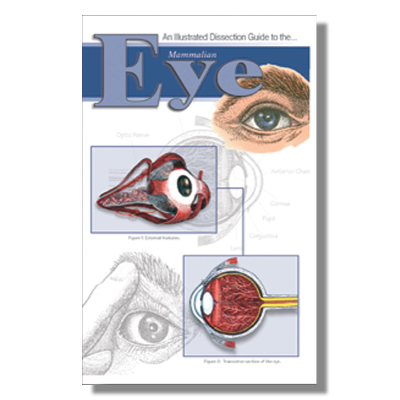 Cow Eye Dissection Lab Report Answers