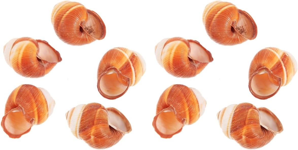 Amazon.com: Happyyami 10 Pcs French Snail Shell Escargot Shells Snail ...