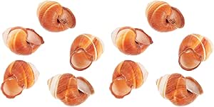 Amazon.com: Happyyami 10 Pcs French Snail Shell Escargot Shells Snail ...
