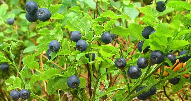 Amazon.com : 20 BILBERRY Fruit Shrub European Blueberry Vaccinium ...