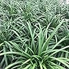 Amazon.com: Monkey Grass Seeds Liriope Perennial Low Maintenance Ground ...