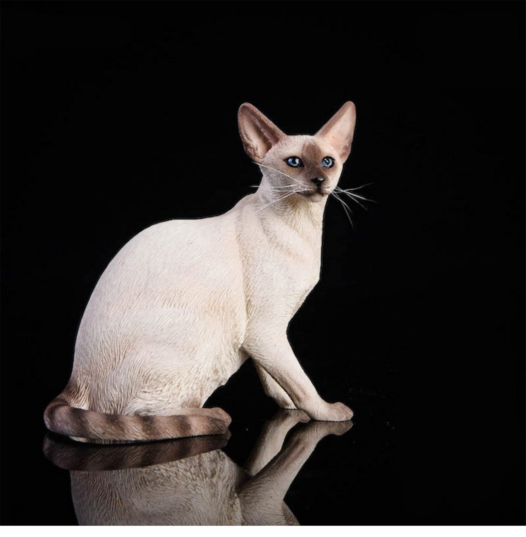 Adult Siamese Cats