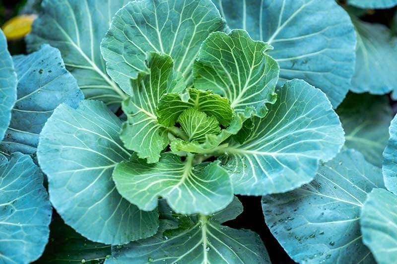 Amazon.com : Morris Heading Collard Seeds - Blue-Green Cabbage-Like ...