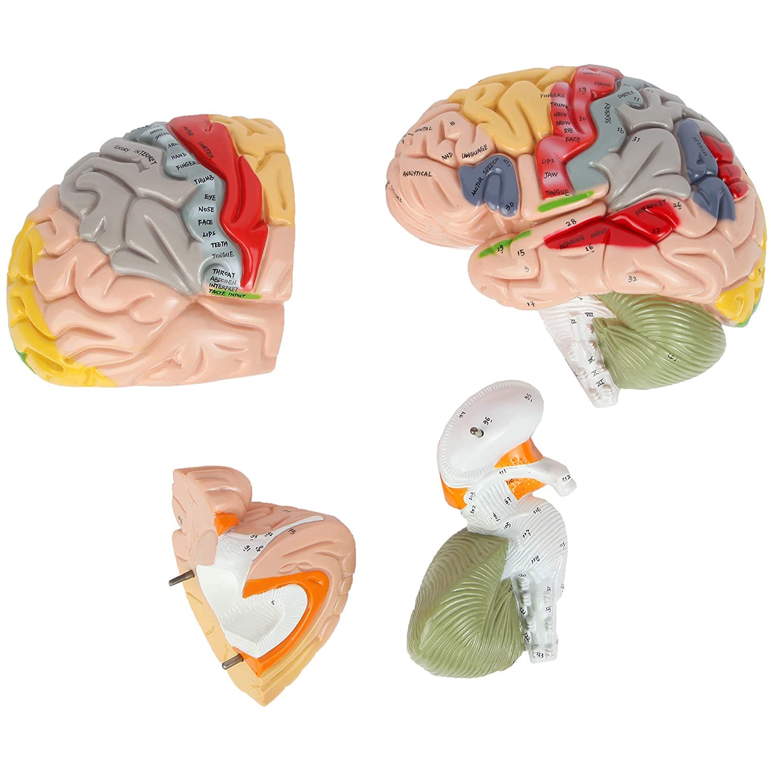 Anatomía Seccional Del Cerebro Cerebro Y Nervios