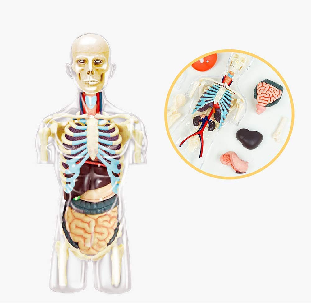 Lazrj Model Kit Transparent Torso Models Anatomy Human Body The Body ...