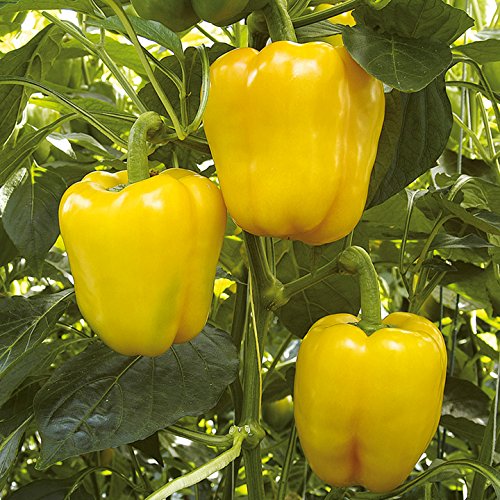 yellow capcicum seeds pack of 50 : Amazon.in: Garden & Outdoors