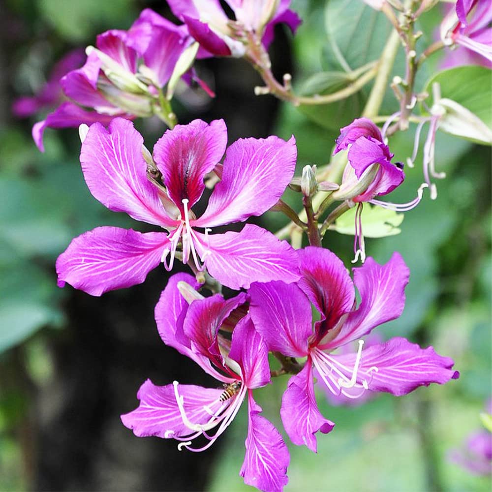 Purple Orchid Tree