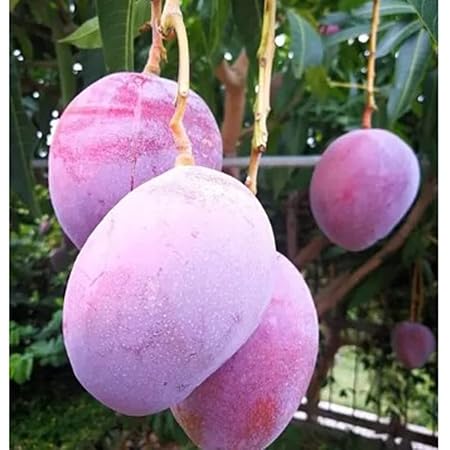 Green view "Arunika Mango " Live Amba fruit plant Grafted hybrid new ...