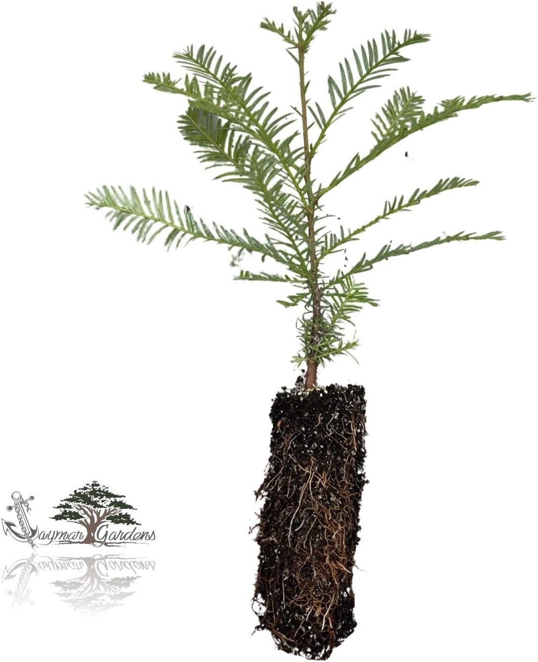 Amazon.com : Coast Redwood Tree Seedling - Sequoia sempervirens ...