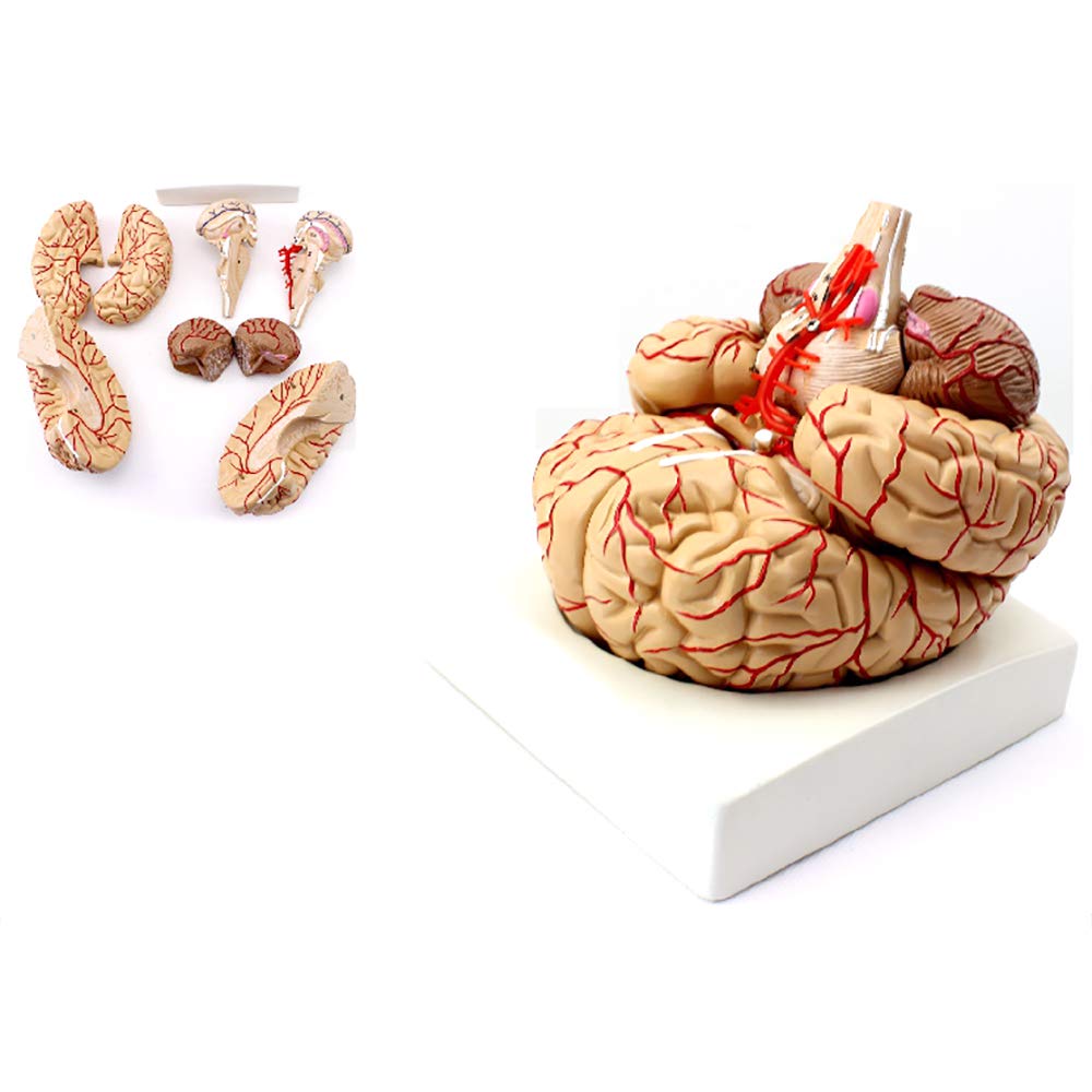 Amazon.com: Teaching Model,Brain Model, Human Model of Functional Brain ...