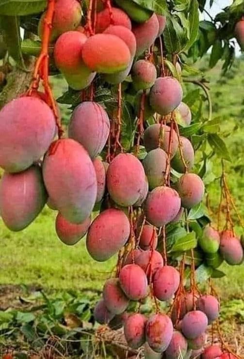 GreenWorld Special Sweet Gulab Khas Mango,Aam,Amba Fruit Healthy ...