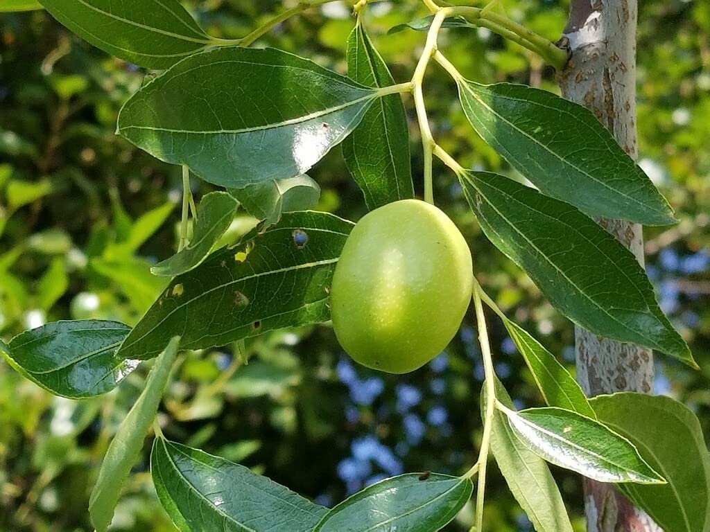 Buy Creative Farmer Elantha Pazham - Indian Jujube (Ziziphus Mauritiana ...
