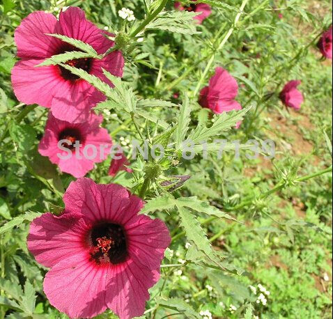 Kenaf Kenaf (Hibiscus Cannabinus L.) Seed Extract As A New Plant Based