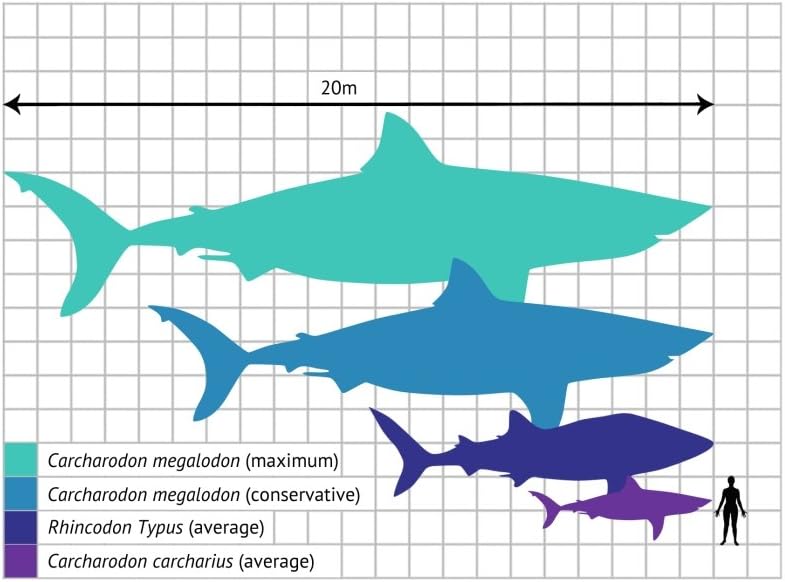 Amazon.com: Shark Size Comparison Poster Print by Gwen ShockeyScience ...