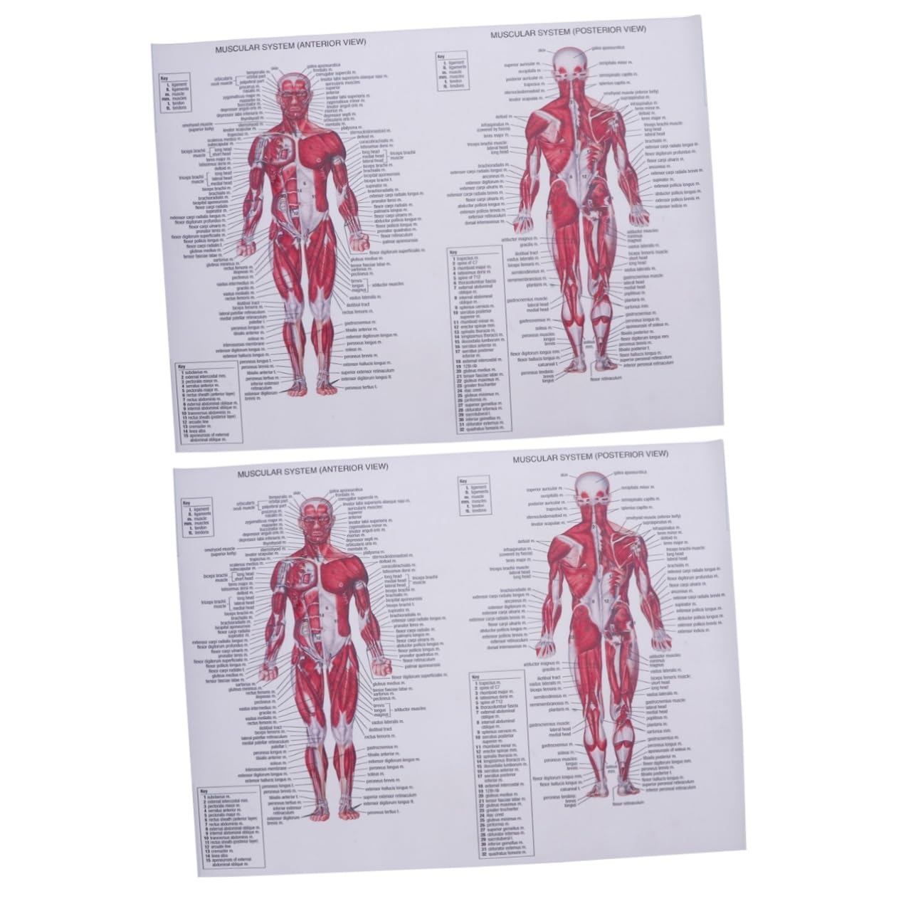 Buy Mobestech 2pcs Nervous System Human s Trigger Point Human Body ...