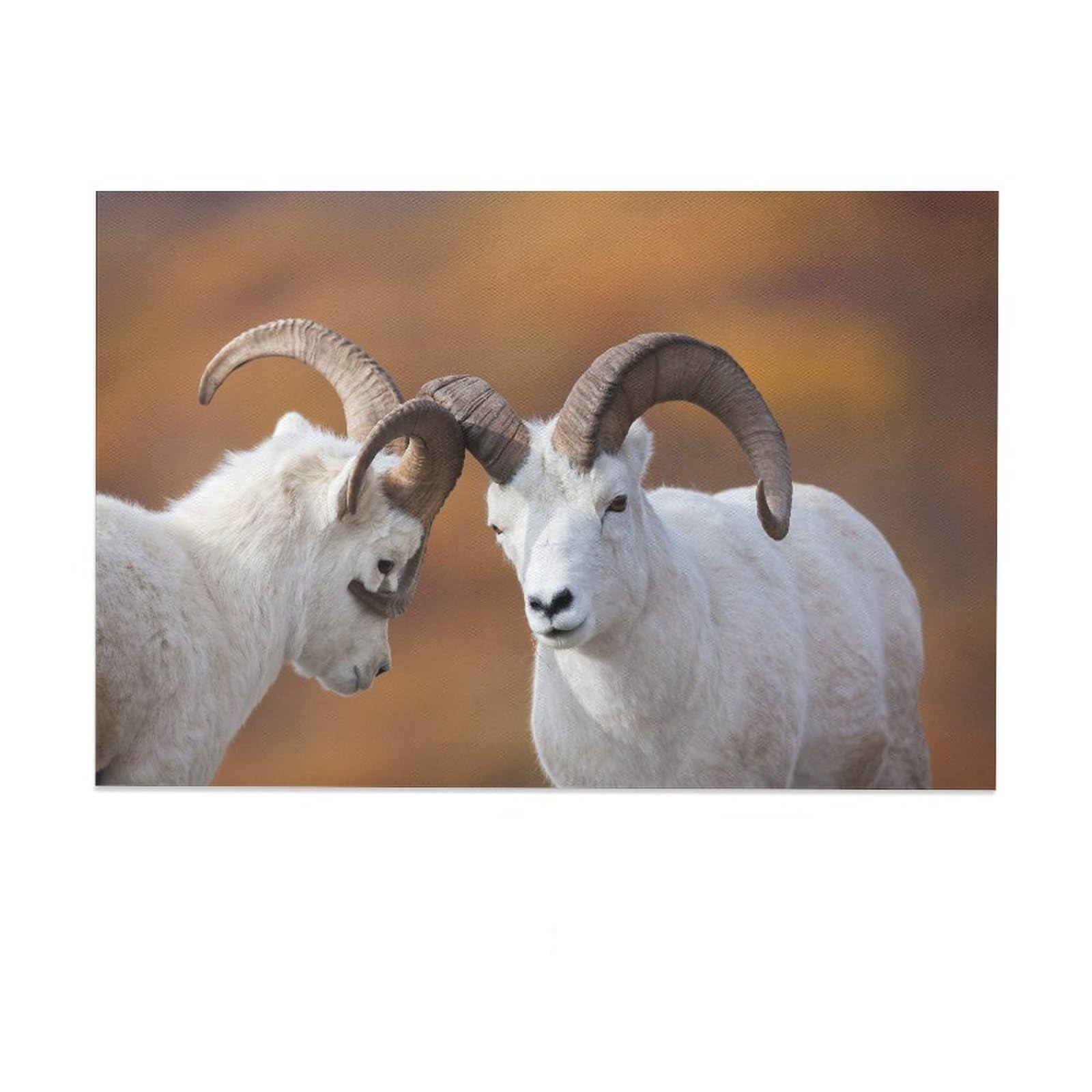 White Dall Sheep